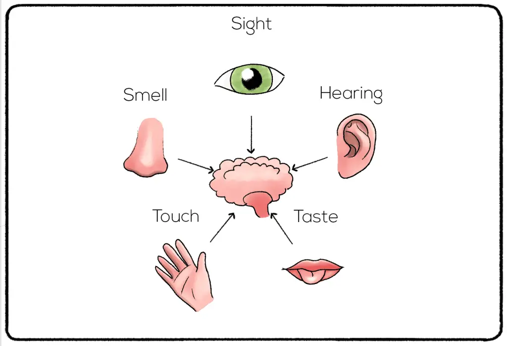 Elizabeth Loftus - Life, Theories & Impact - Counselling Collective
