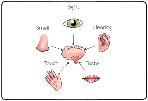 Elizabeth Loftus - Life, Theories & Impact - Counselling Collective